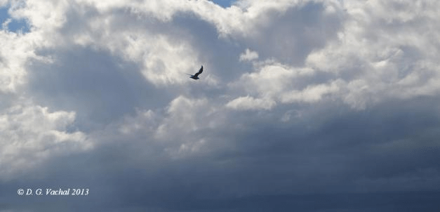 lilies, sparrows and grass | "That I may publish with the voice of ...